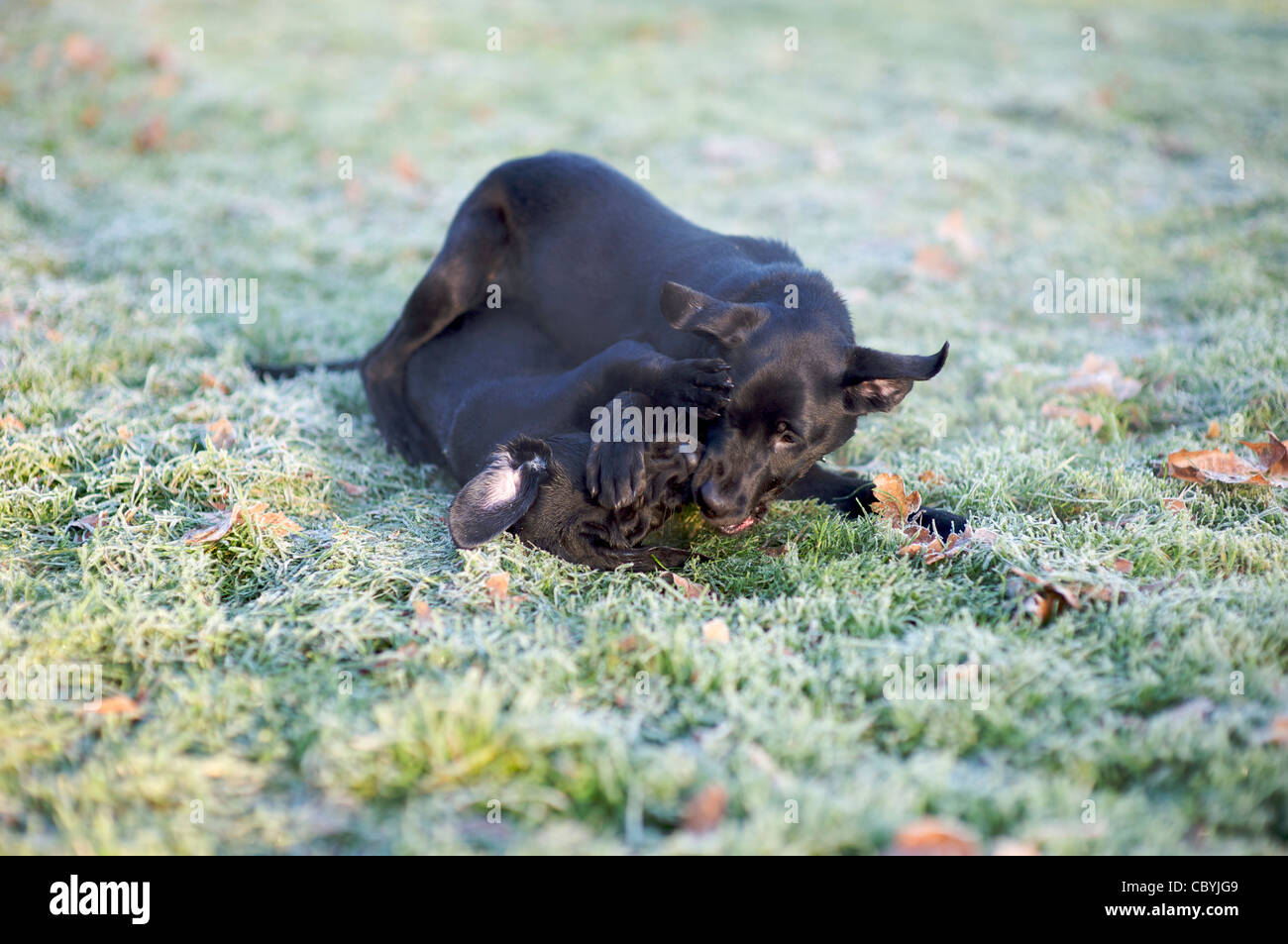 Two black labrador puppies playing on the frosty grass Stock Photo - Alamy