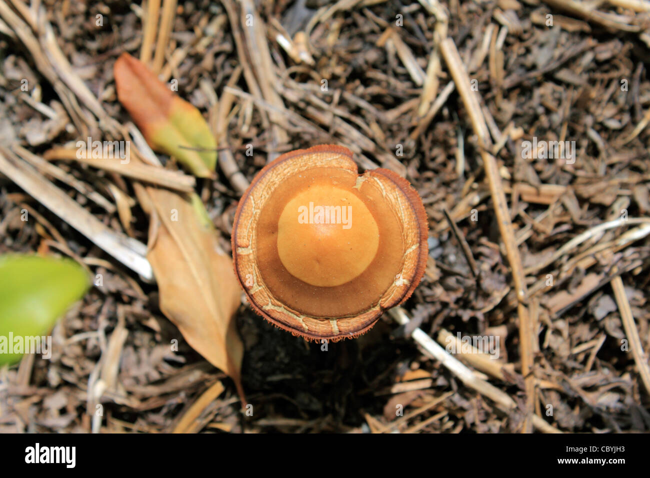 Toadstool growing wild in the English countryside, Surrey England UK ...