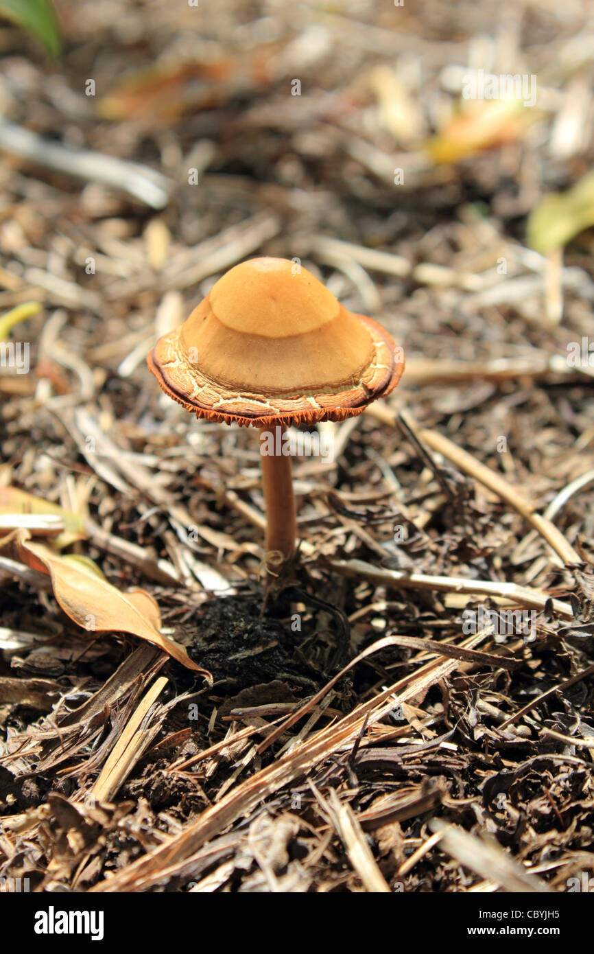 Toadstool ring hi-res stock photography and images - Alamy