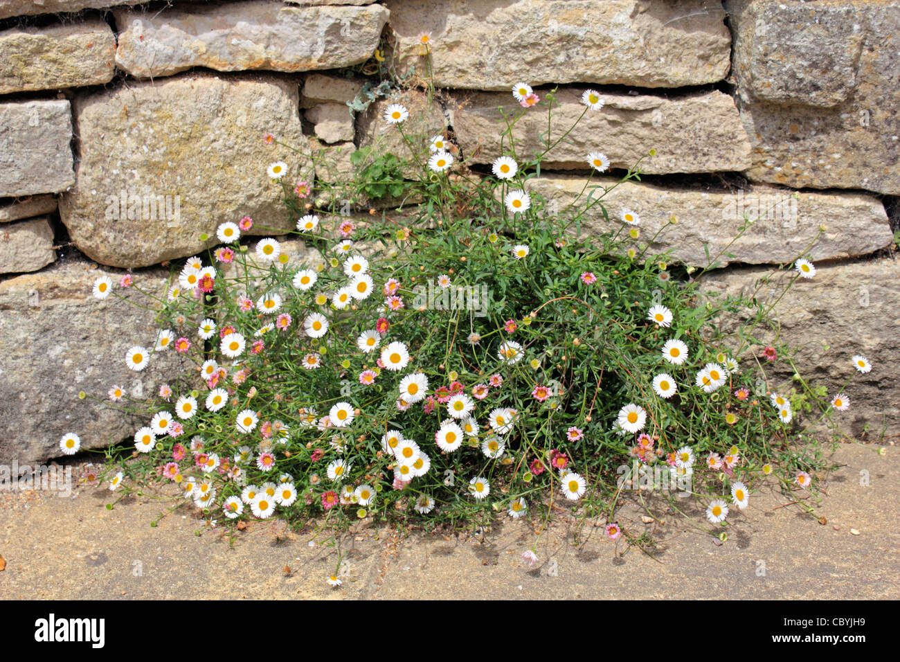 Rockery daisy Stock Photo: 41789253 - Alamy