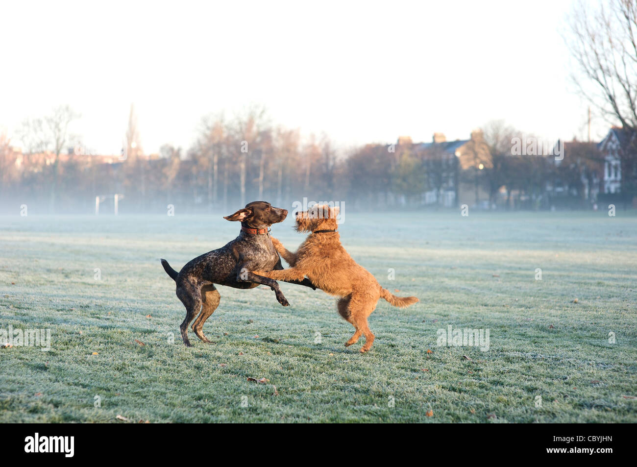 A German short-haired pointer plays with an Irish Terrier Stock Photo ...