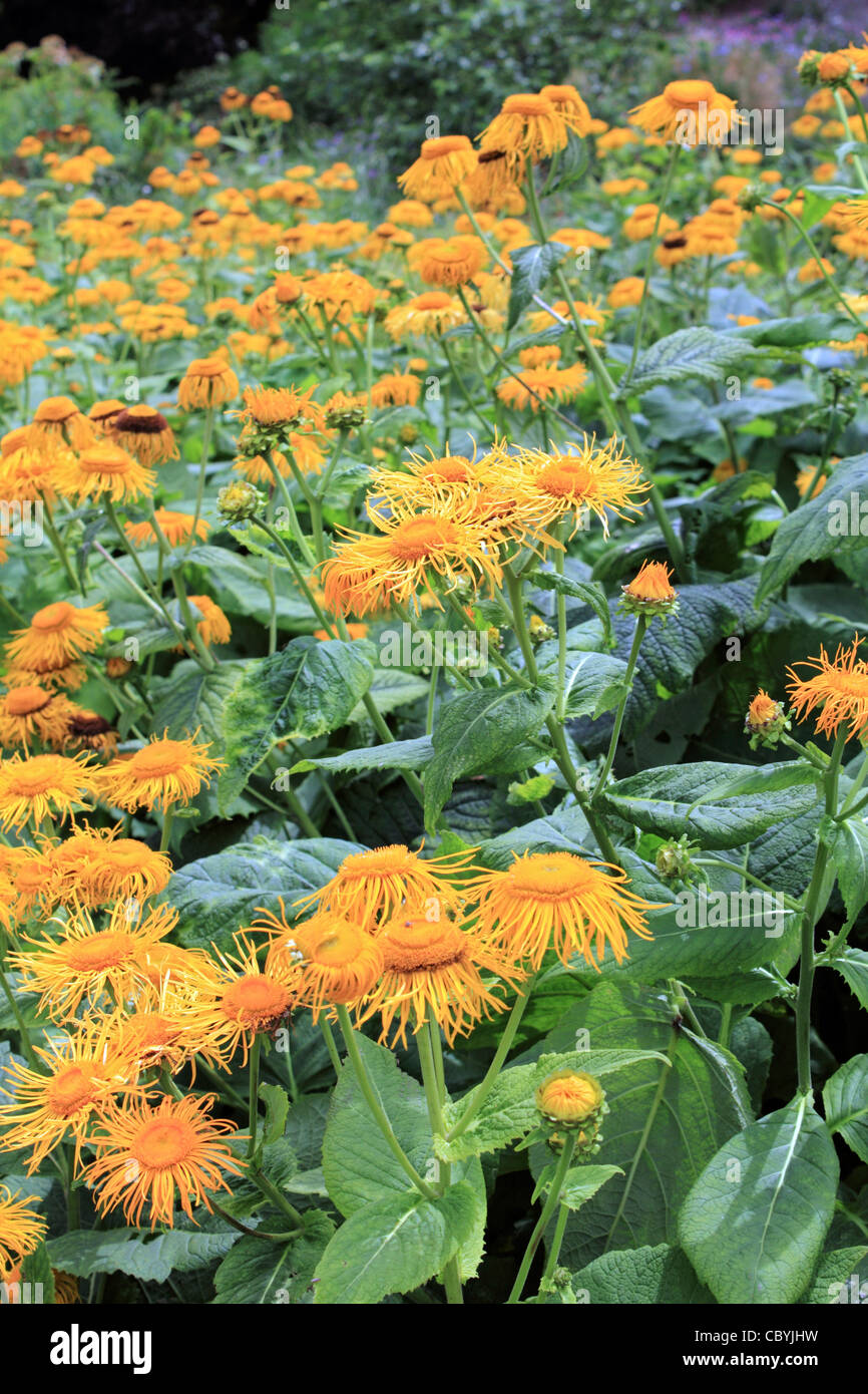 Orange flowered shrub hi-res stock photography and images - Alamy
