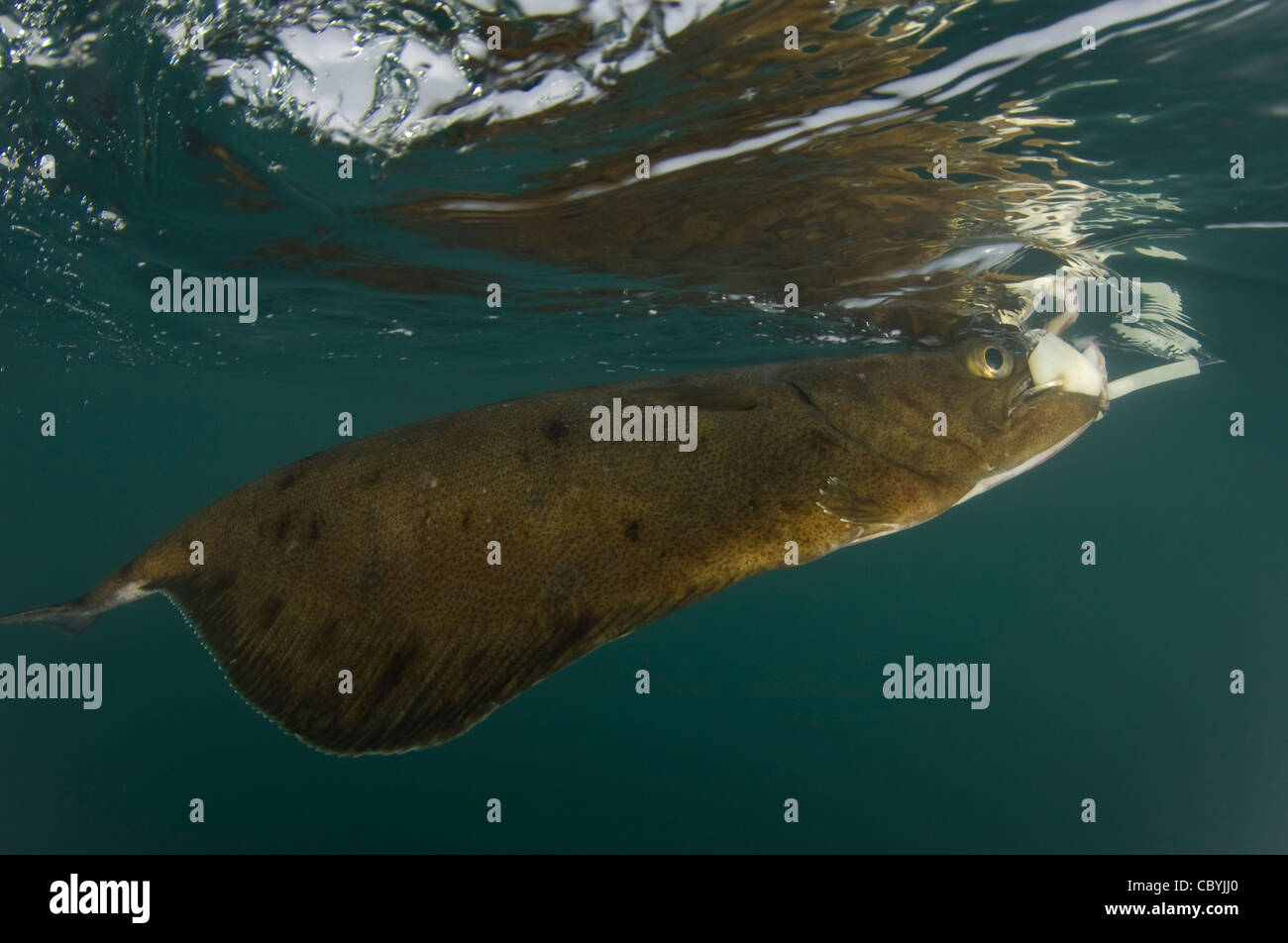 Atheresthes stomias ocean southeast southeastern temperate fish ...