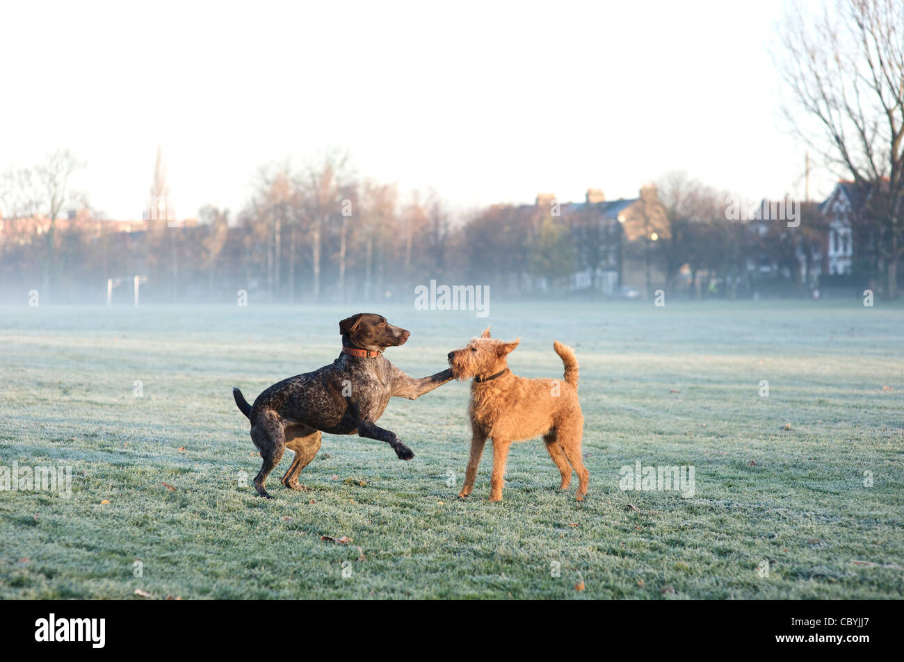 Irish pointer hi-res stock photography and images - Alamy