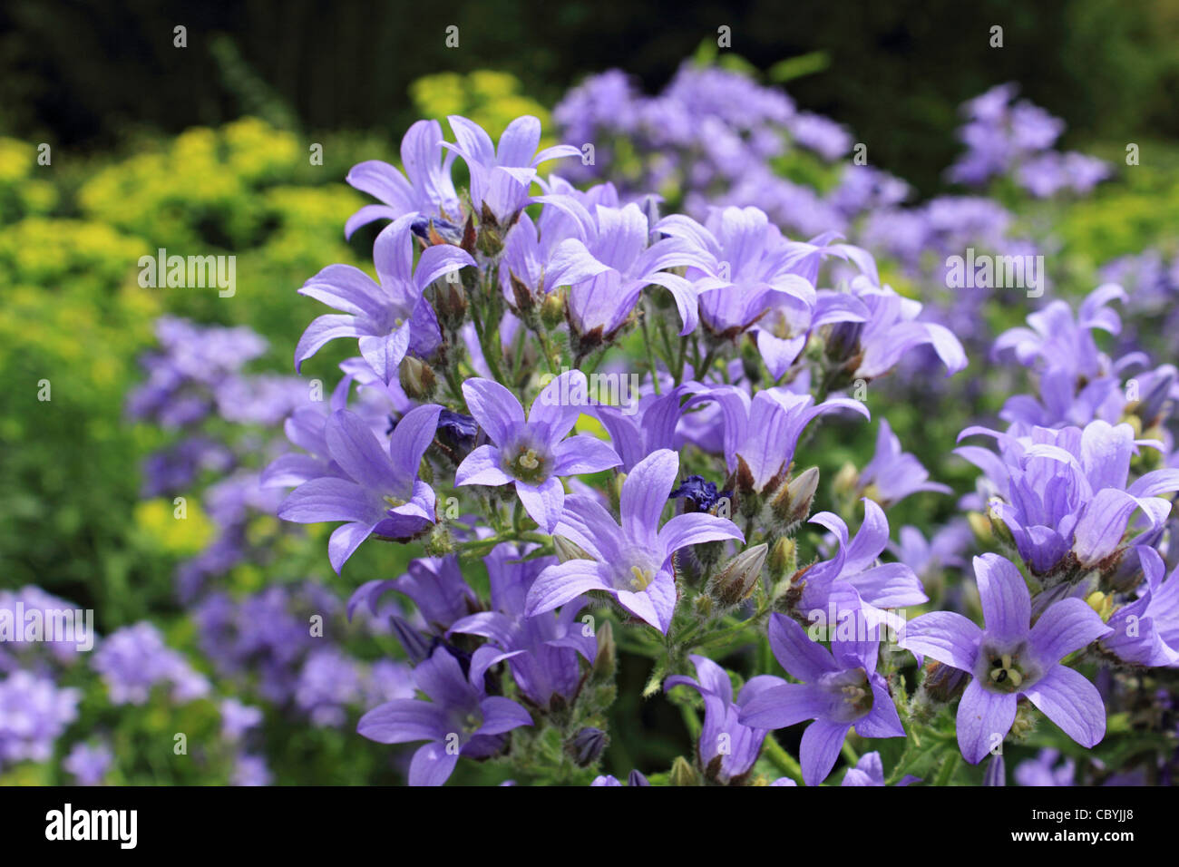 Bell shaped violet-blue flowers of Campanula lactiflora 'Prichard's ...