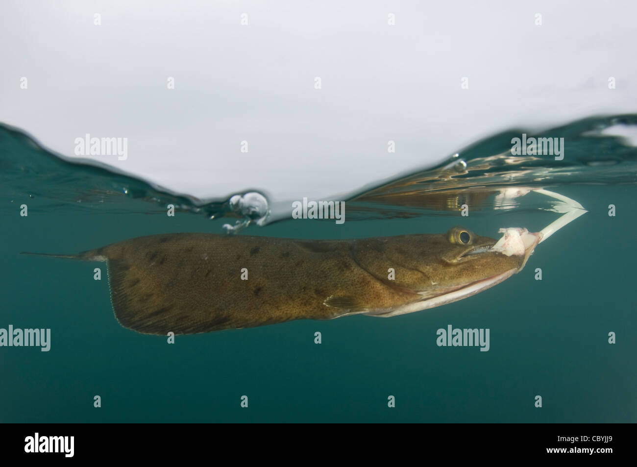 Arrowtooth flounder, Atheresthes stomias, being caught while fishing in ...