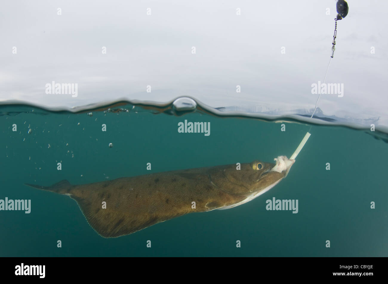 Arrowtooth flounder, Atheresthes stomias, being caught while fishing in ...