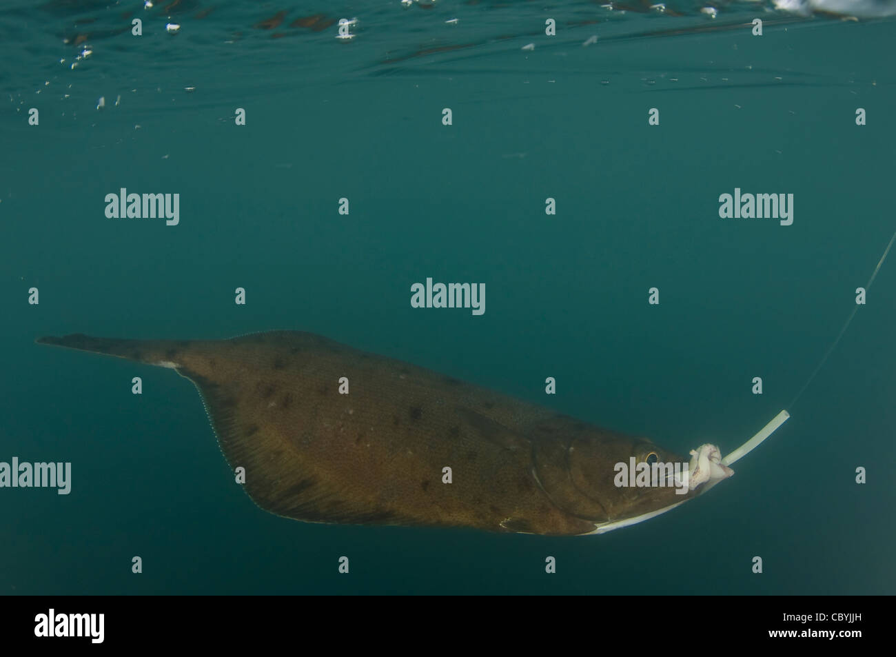 Arrowtooth flounder, Atheresthes stomias, being caught while fishing in ...