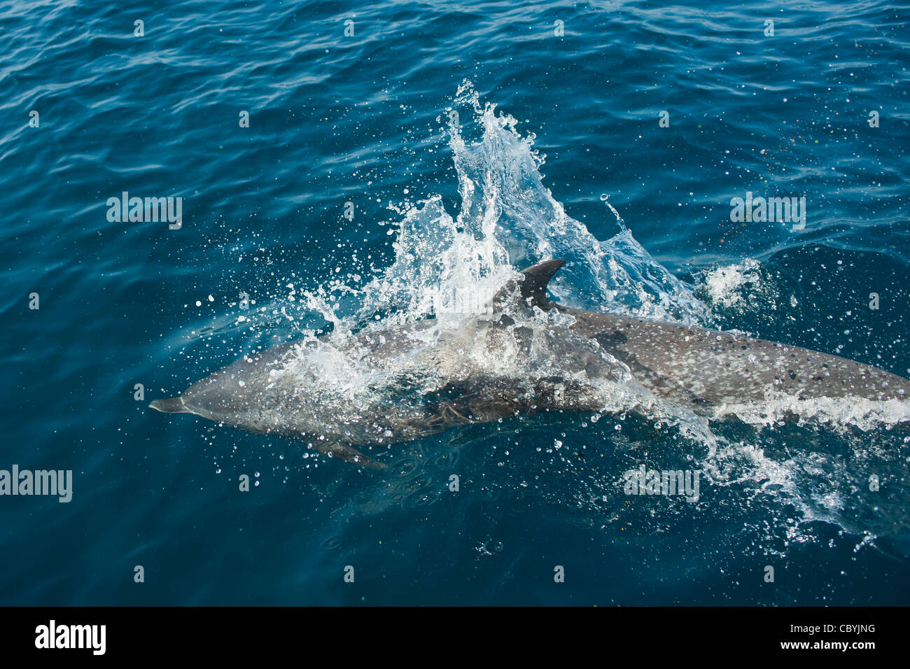 Pantropical spotted dolphin, Stenella attenuata, Mexico Stock Photo - Alamy