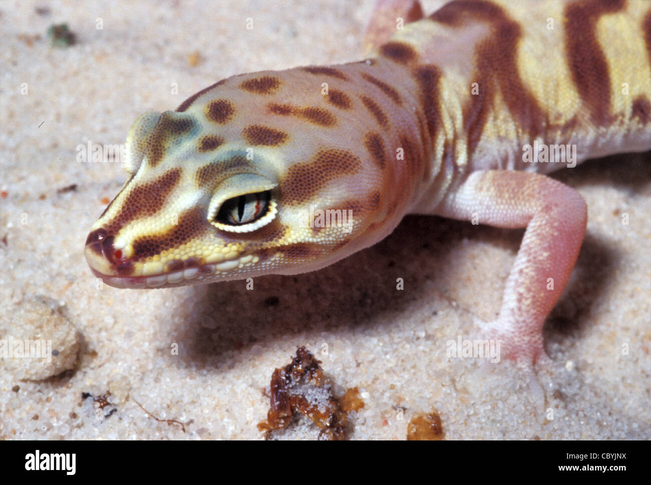 Western banded gecko coleonix variegatus hi-res stock photography and ...