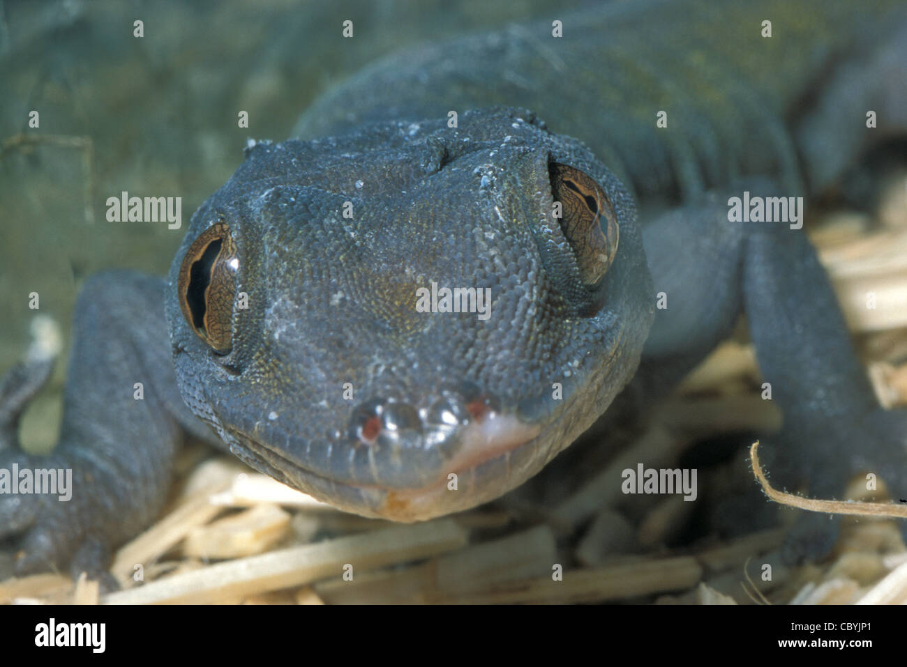 Golden Gecko High Resolution Stock Photography and Images - Alamy