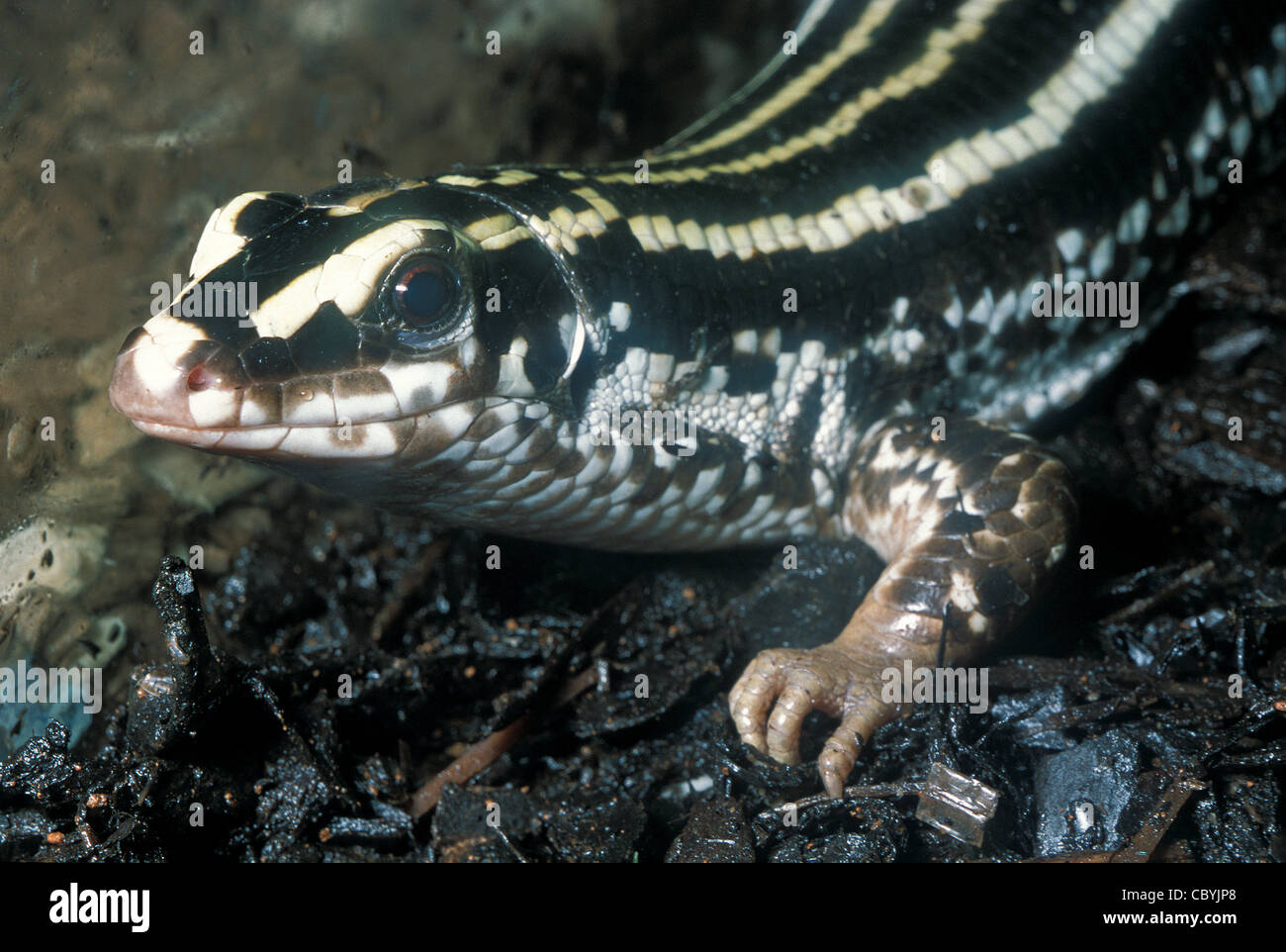 Four-lined Girdled Lizard Zonosaurus quadrilineatus, Gerrhosauridae ...