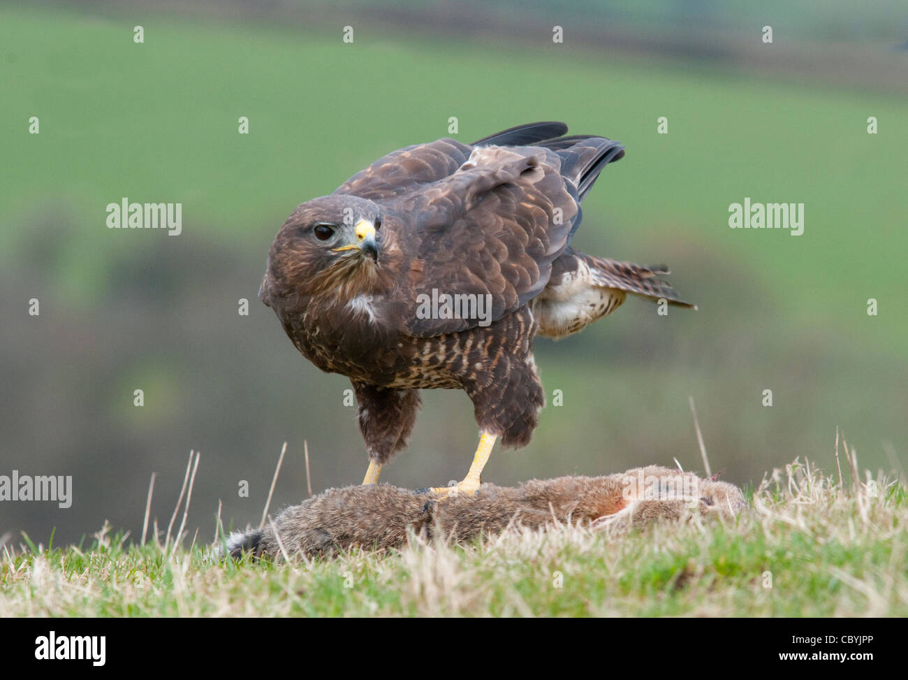 buzzard feeding on a rabbit on a hillside Stock Photo - Alamy