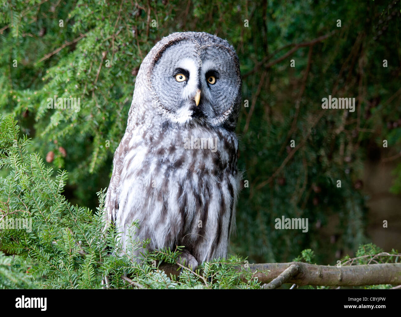 Owl in fir tree hi-res stock photography and images - Alamy