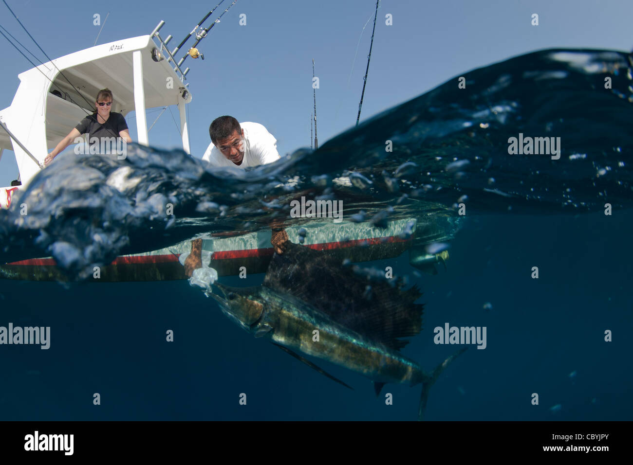 Sailfish, Istiophorus platypterus, being caught big game fishing Stock ...