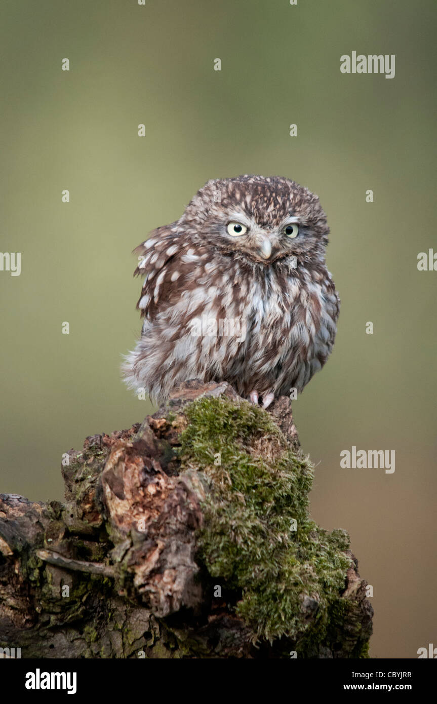 little owl sitting on a old tree stump Stock Photo - Alamy