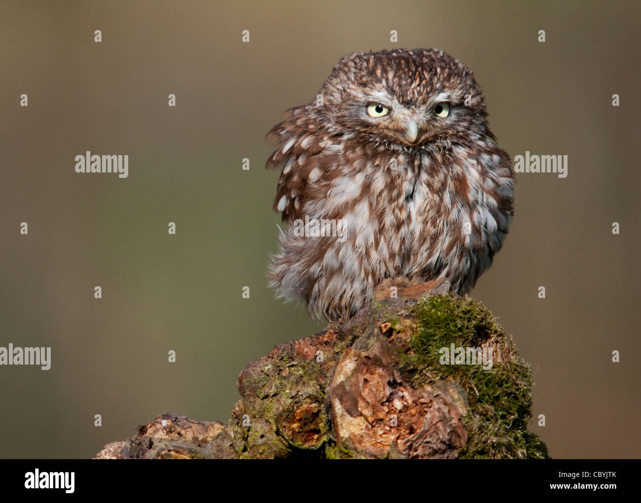 little owl sitting on old tree stump Stock Photo - Alamy