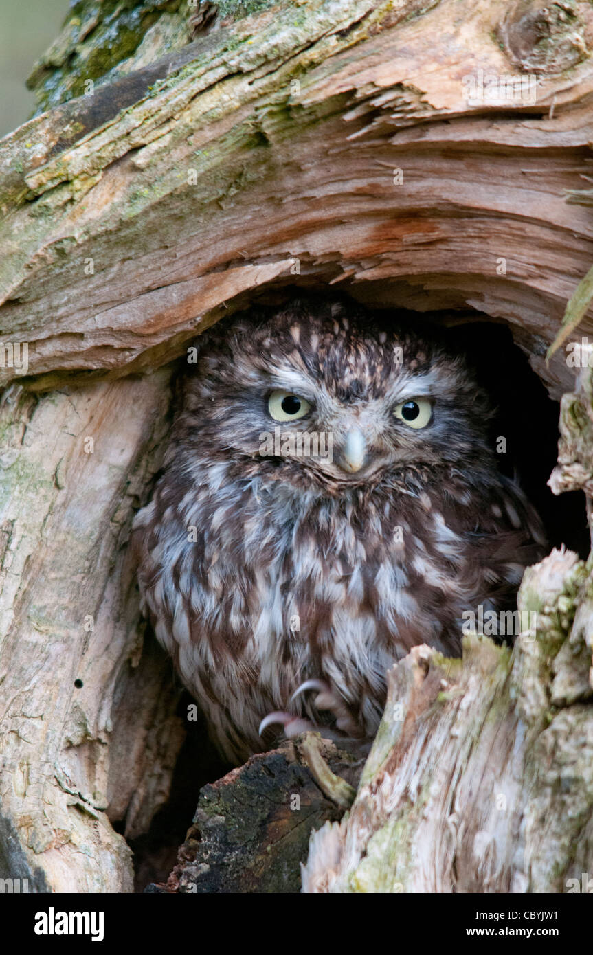 Owl tree hole hi-res stock photography and images - Alamy