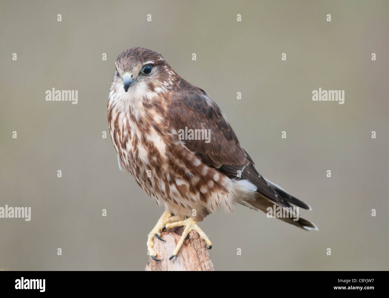 Sitting merlin hi-res stock photography and images - Alamy