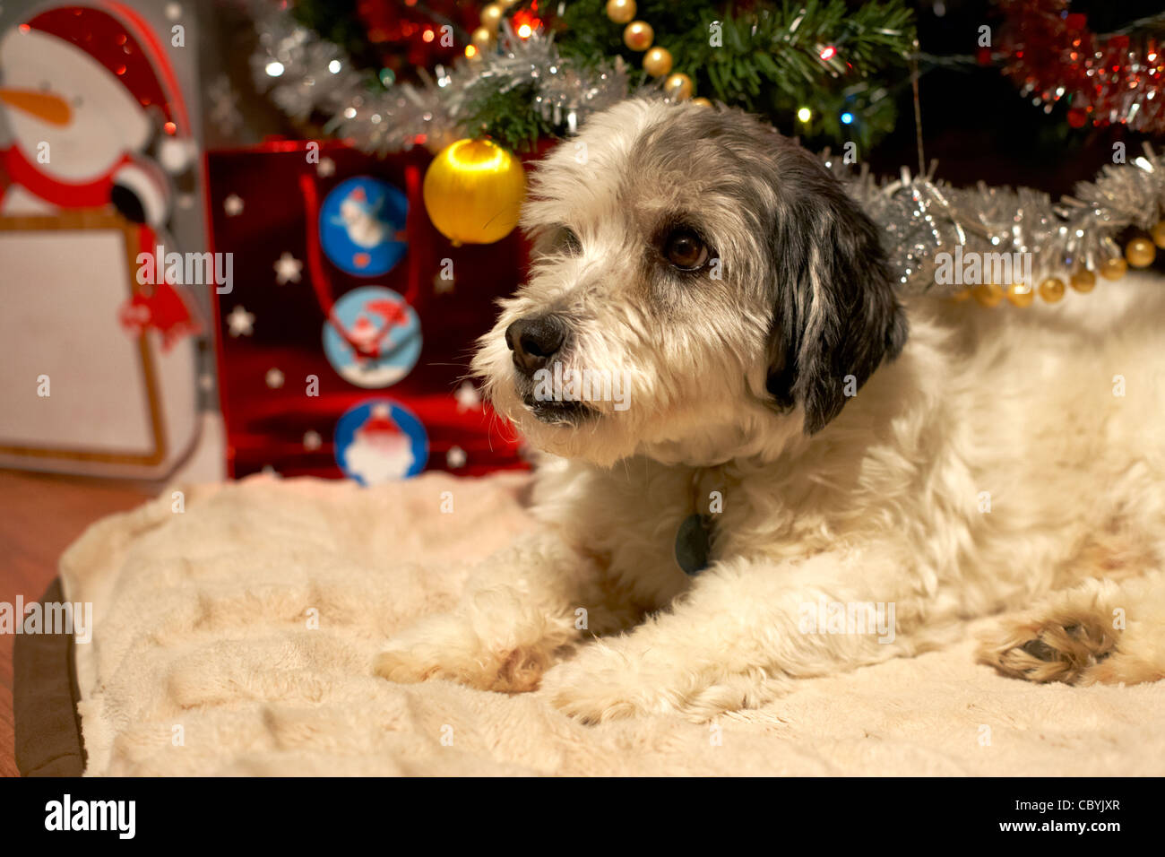 Dog under the tree hi-res stock photography and images - Alamy