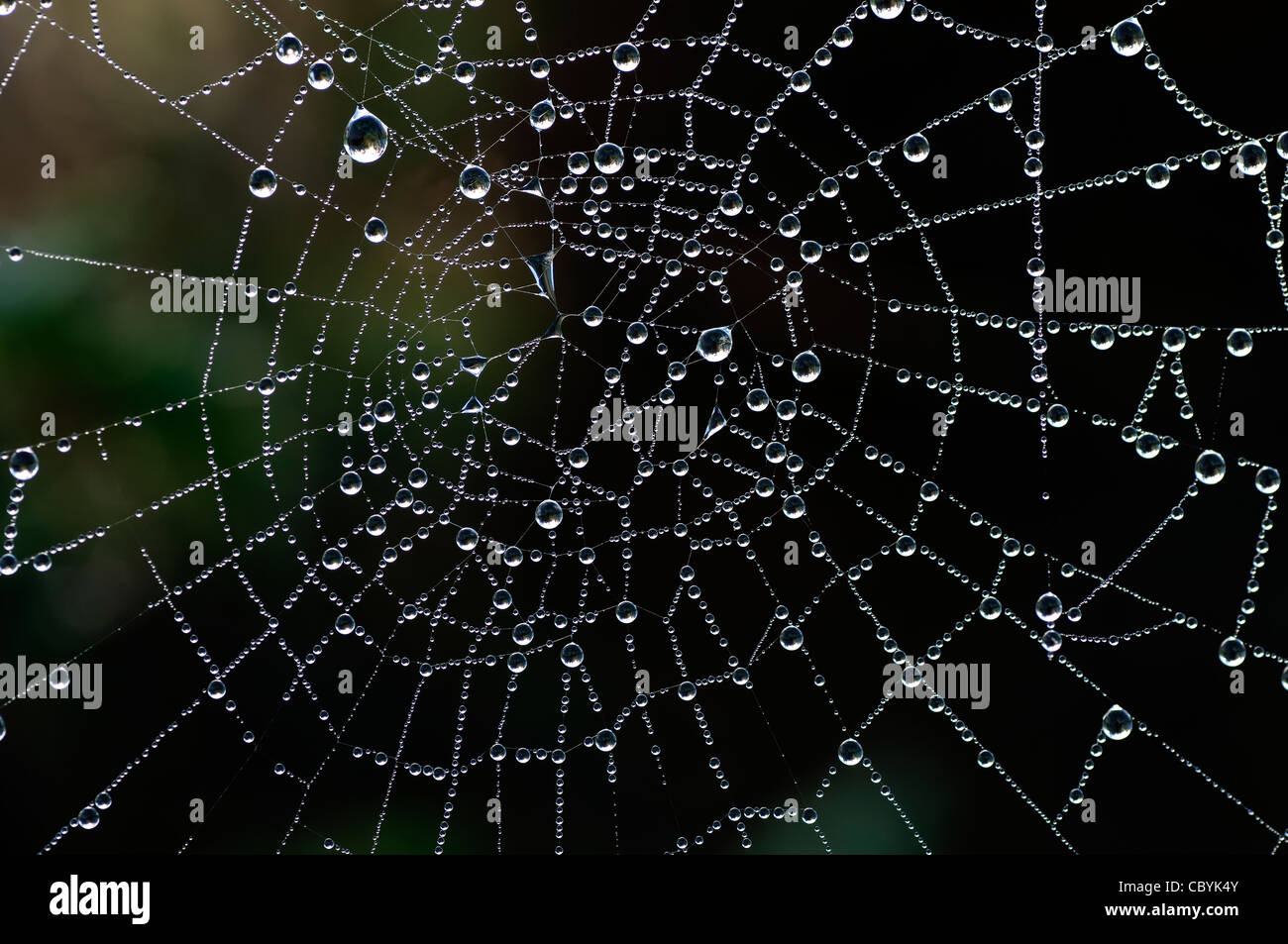 Water spider hi-res stock photography and images - Alamy