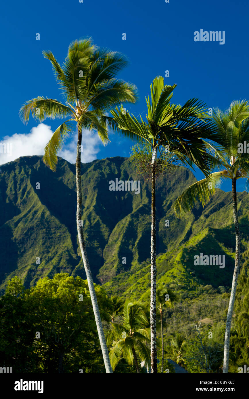 Palm Trees and Mountains, Kauai Stock Photo - Alamy