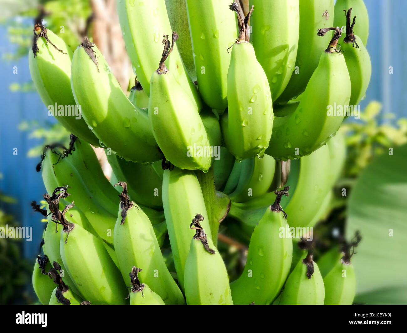 Bunch of bananas after rain Stock Photo - Alamy