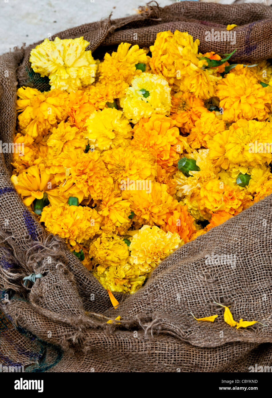 Traditional sale of marigold flower hi-res stock photography and images ...