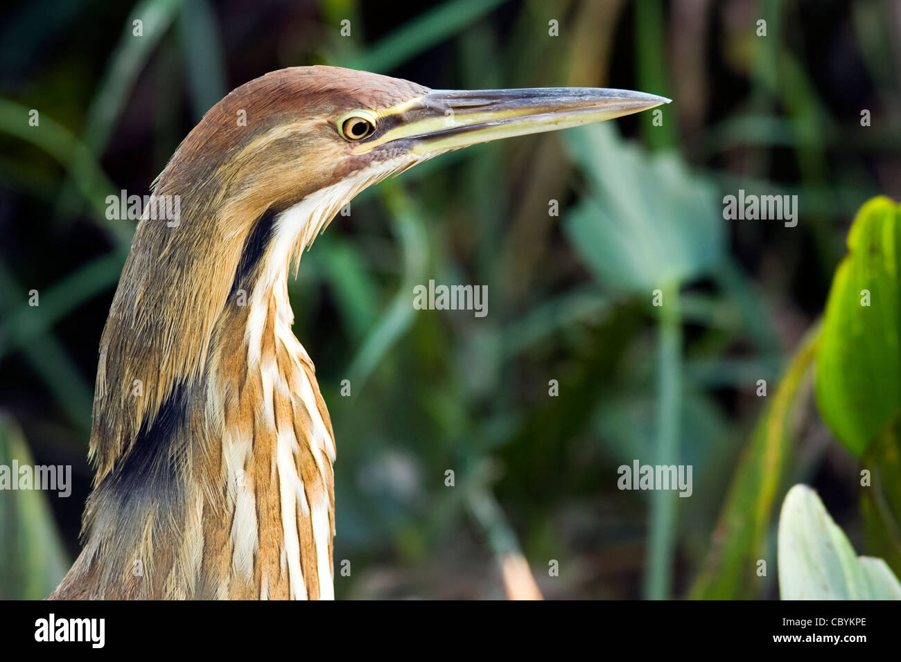 American bittern hi-res stock photography and images - Alamy
