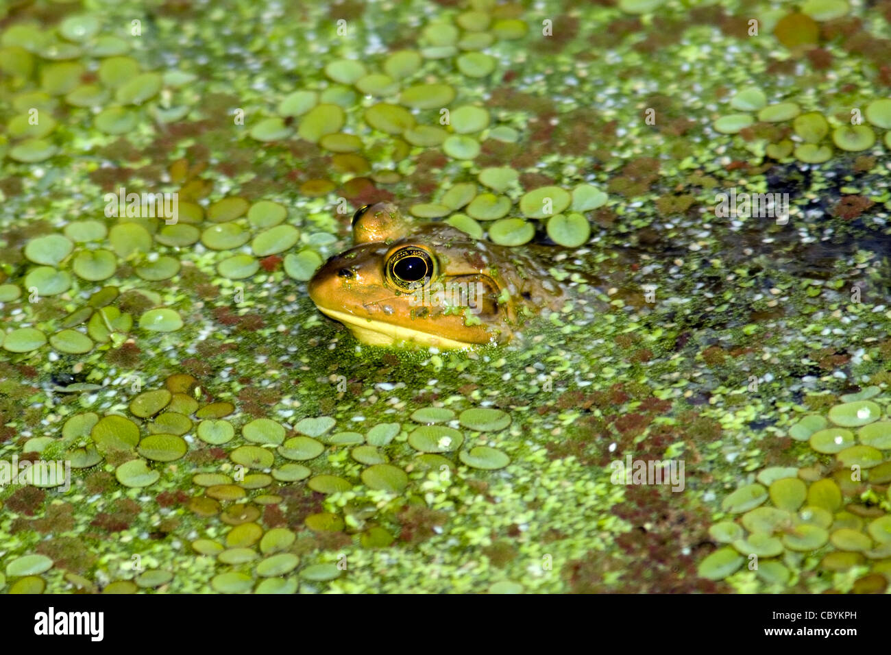 Lagoon frog hi-res stock photography and images - Alamy