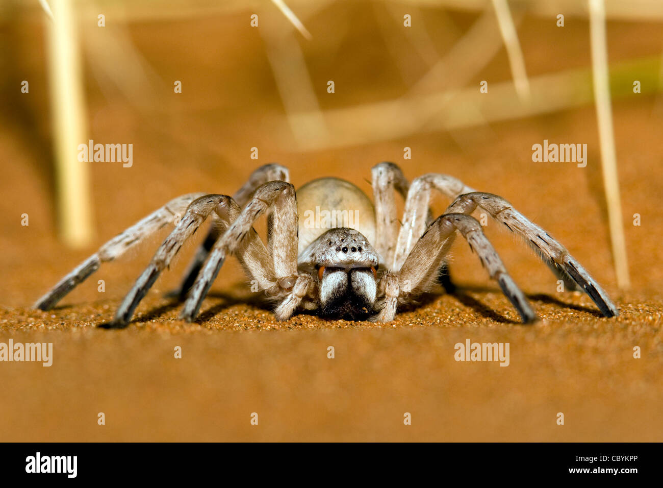 Dancing white spider hi-res stock photography and images - Alamy