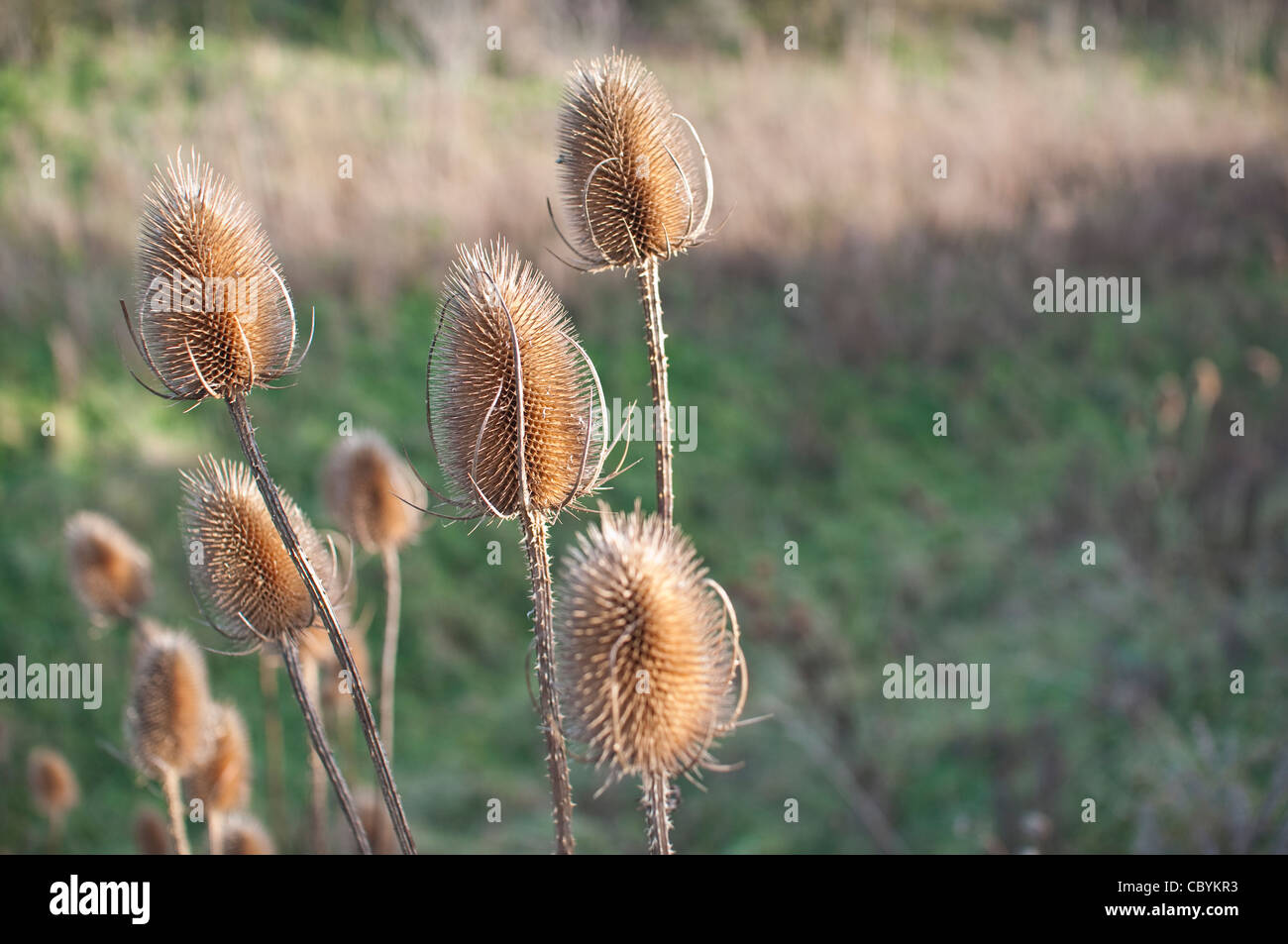 Dried teasel plants hi-res stock photography and images - Alamy