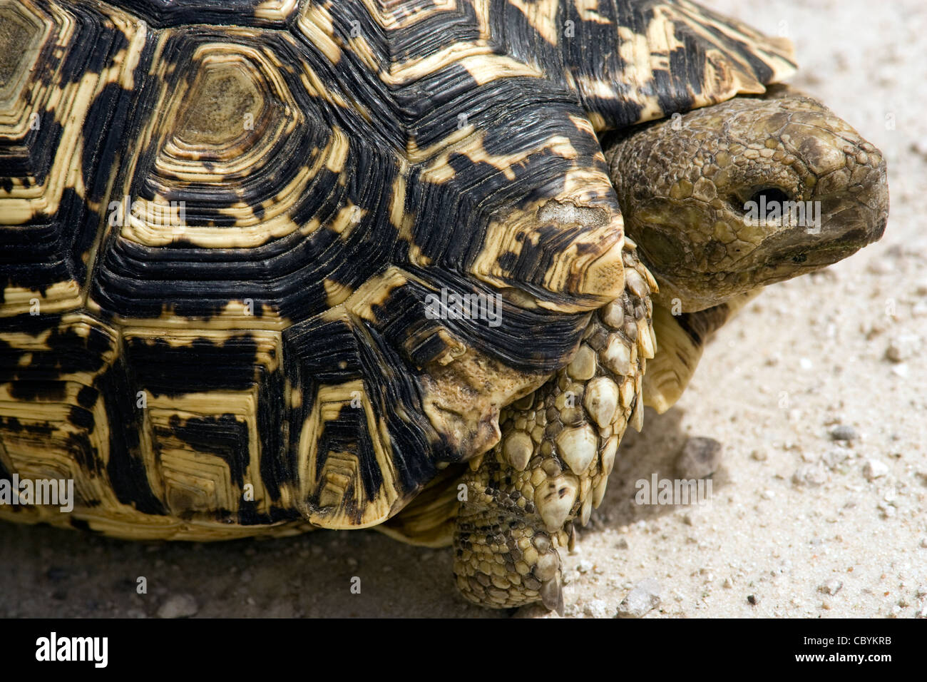 Leopard tortoise namibia hi-res stock photography and images - Alamy