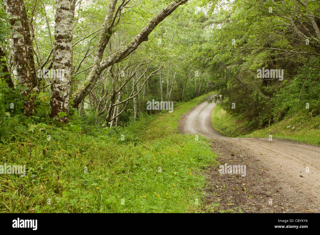 A curve on Coastal Drive among lush greenery and red alder trees in the ...