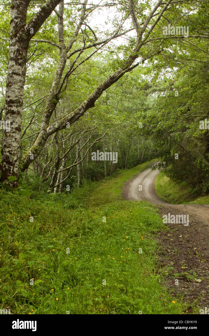 A curved section of Coastal Drive in the northern California Redwood ...