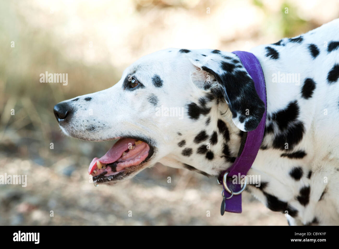 Dalmatian dog, profile portrait Stock Photo - Alamy