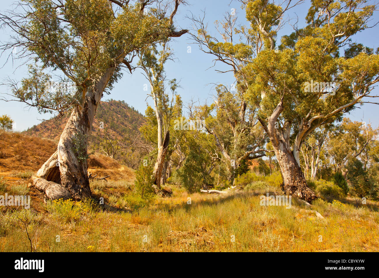 National park trees australia hi-res stock photography and images - Alamy