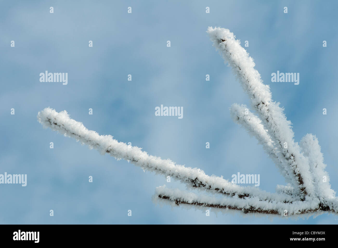 Snowy tree trunks. Snow and frost Stock Photo - Alamy