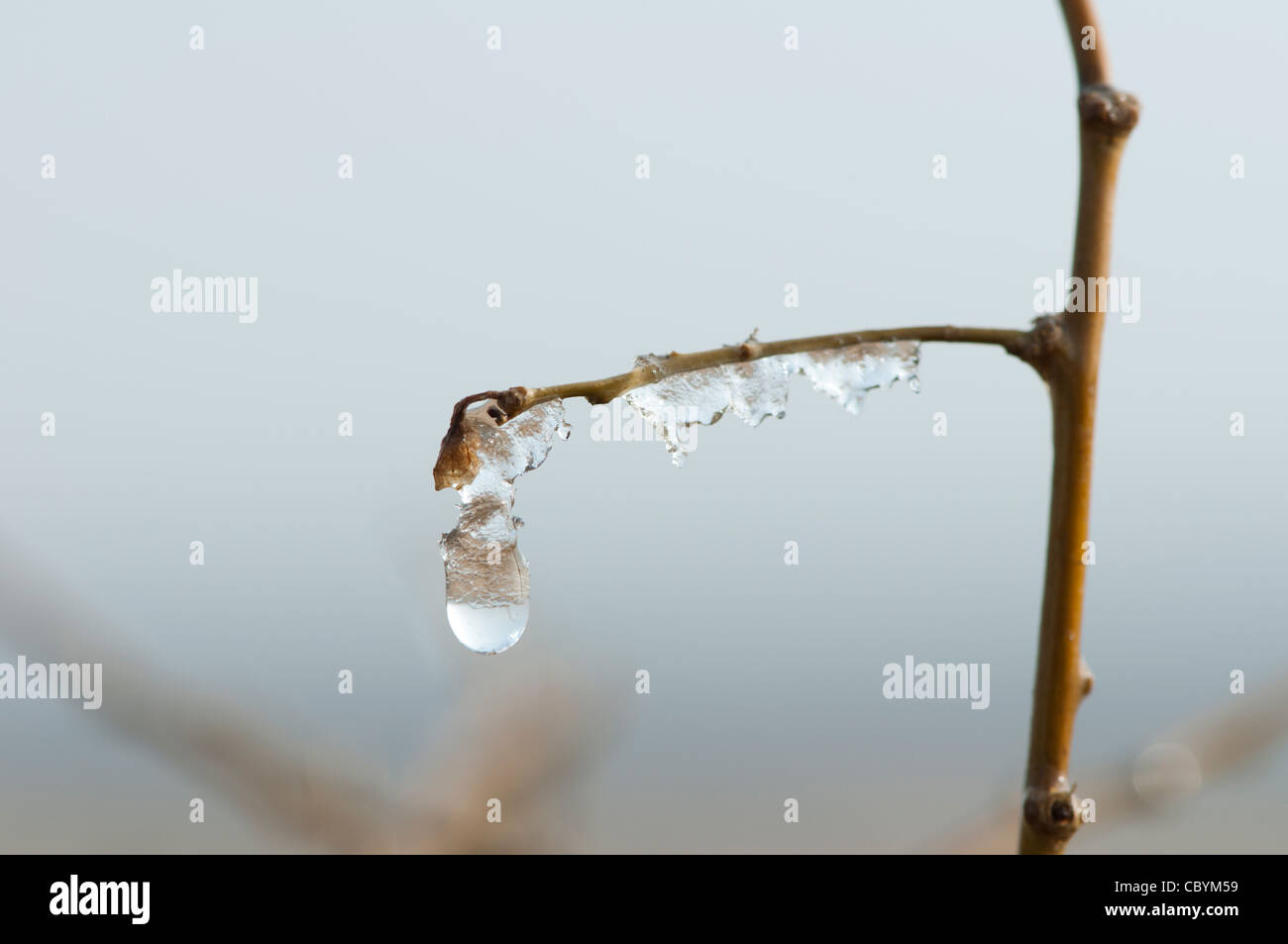 Frozen dew drops on a tree branch Stock Photo - Alamy