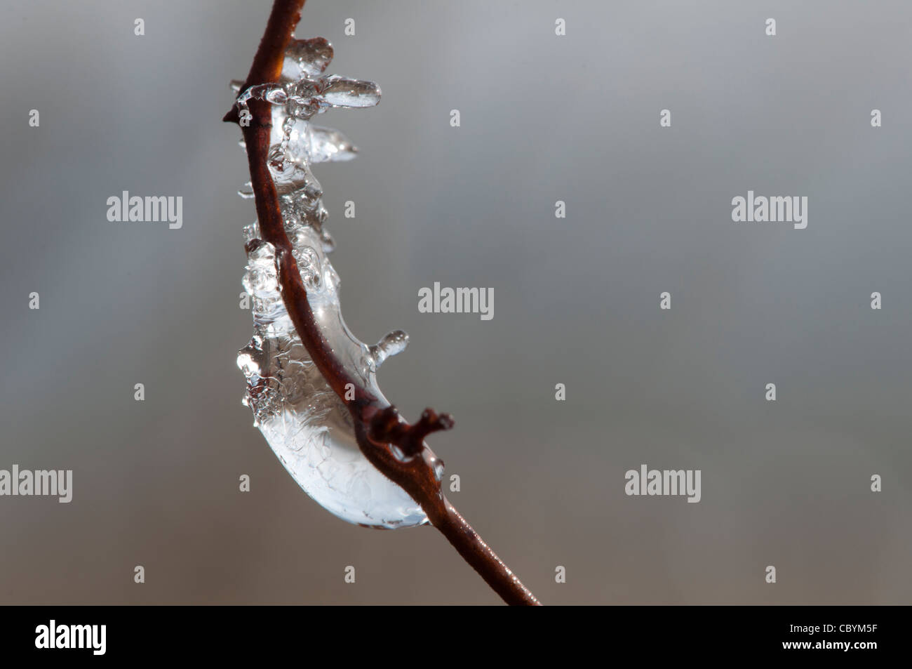 Water droplet frozen on a branch hi-res stock photography and images ...