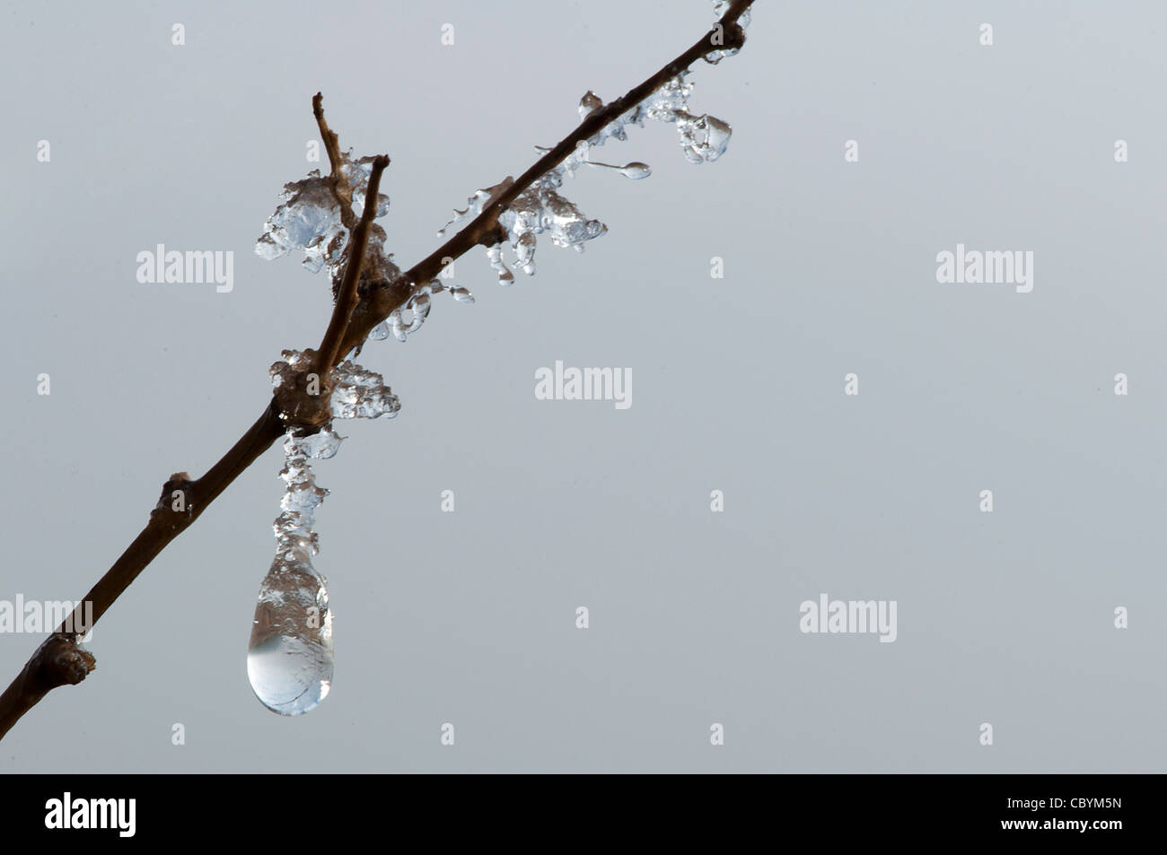 Frozen dew drops on a tree branch Stock Photo - Alamy