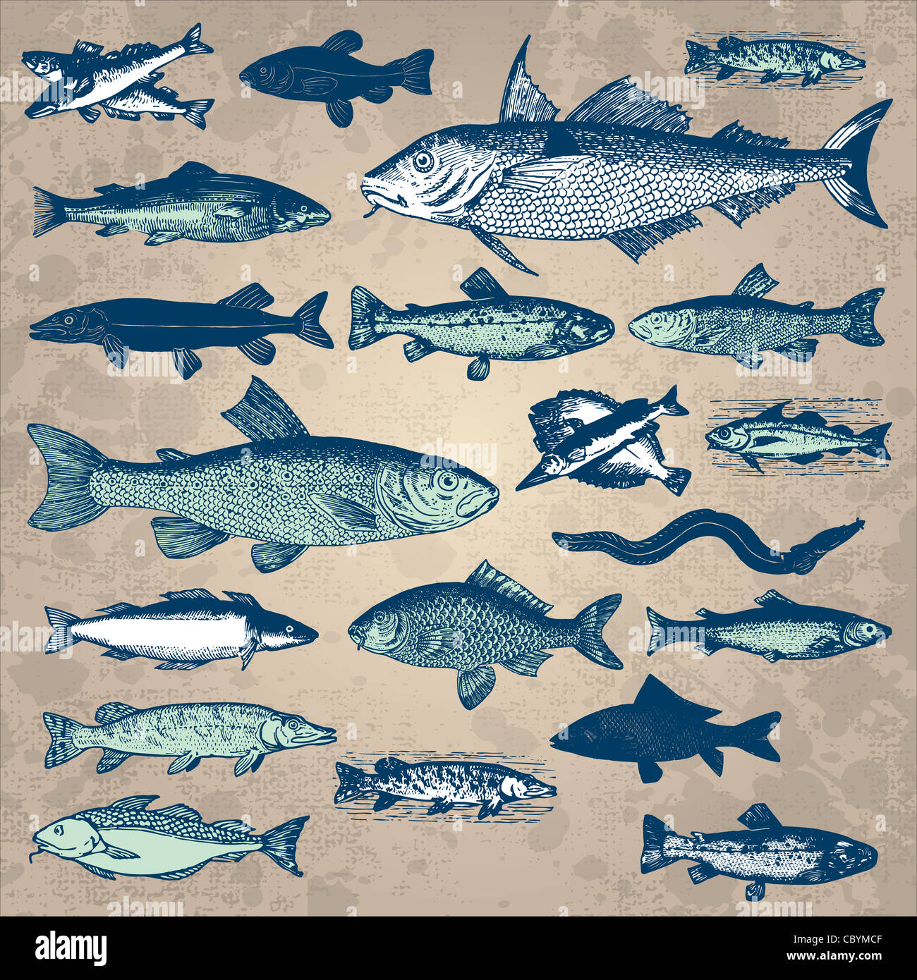 set of vintage fish illustrations. vintage vector drawings Stock Photo ...