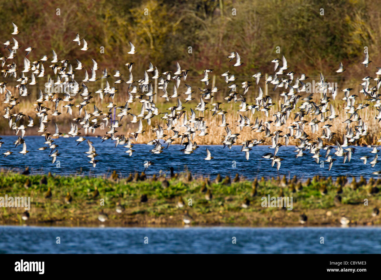 Golden Plover Pluvalis apricaria (Charadridae) Flock Flying Stock Photo ...