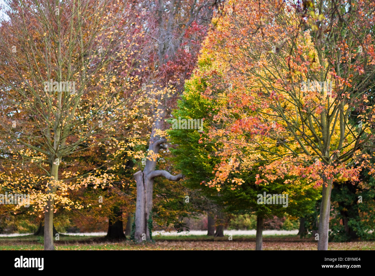 Autumnal colours in Cassiobury park Stock Photo - Alamy