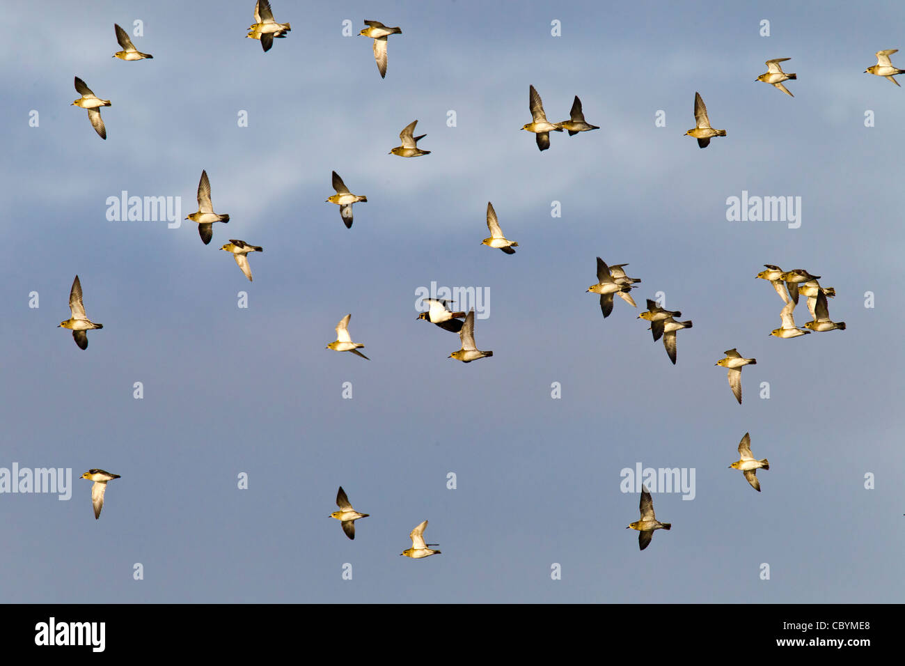 Golden Plover Pluvalis apricaria (Charadridae) Flock Flying Stock Photo ...