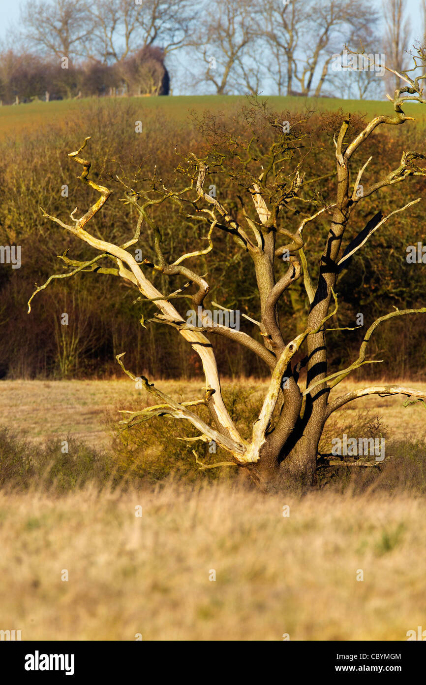 Rugged tree hi-res stock photography and images - Alamy