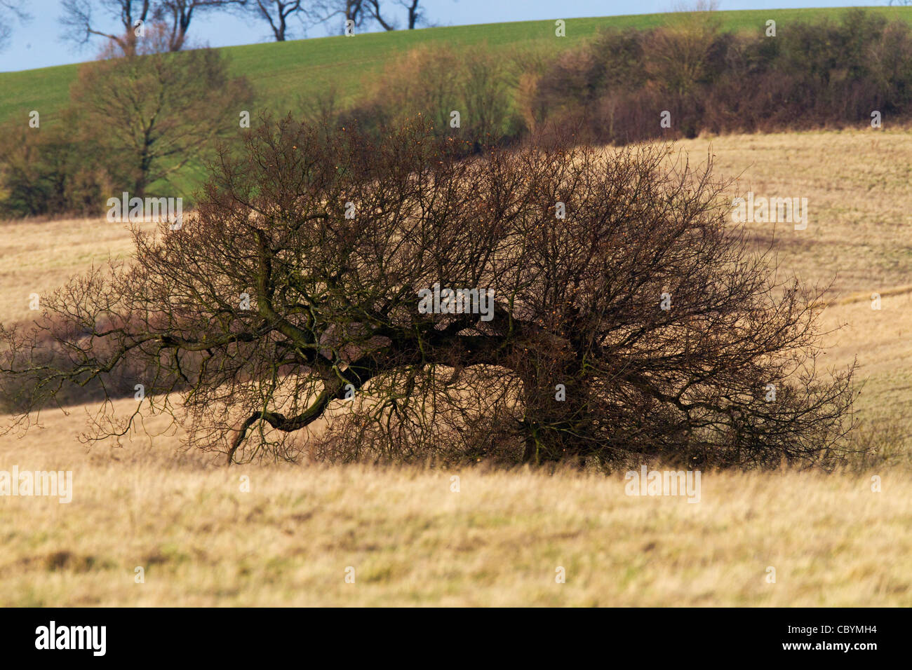 Bent tree uk hi-res stock photography and images - Alamy