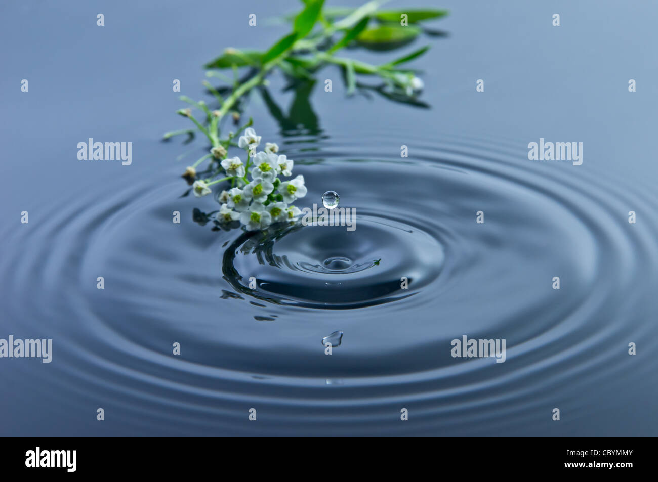 Little Flowers - Water Droplet Stock Photo - Alamy