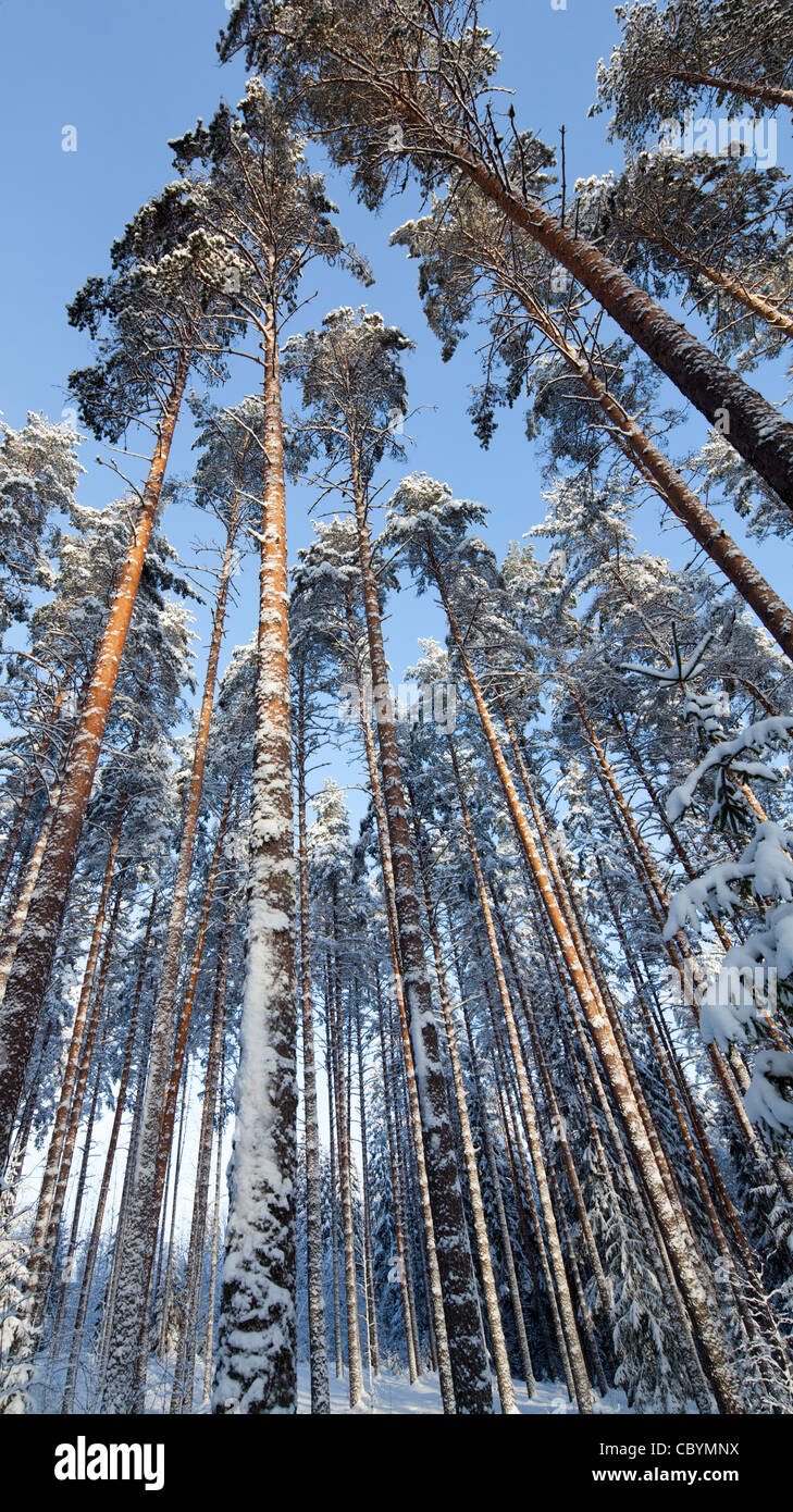 Tall canopies hi-res stock photography and images - Alamy