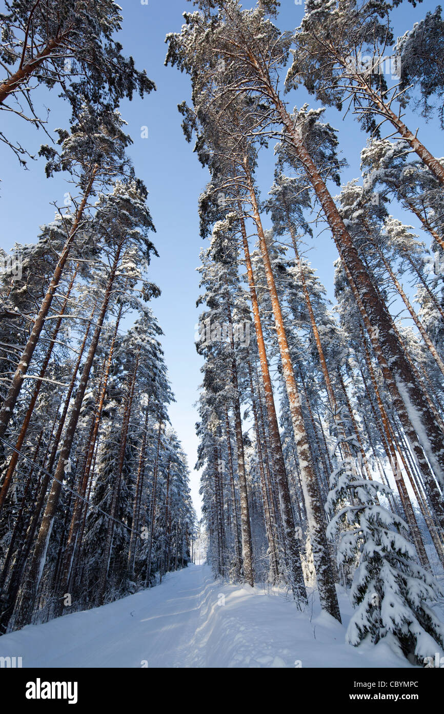 Pine ( pinus sylvestris ) tree canopies at Winter along empty logging ...
